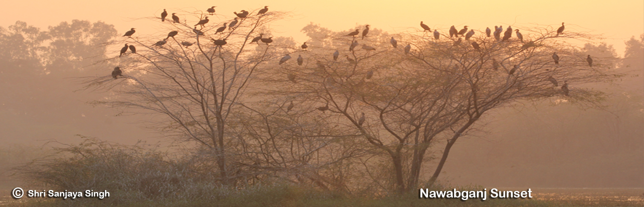 Up Forest Corporation | Welcome to official website Forest Corporation