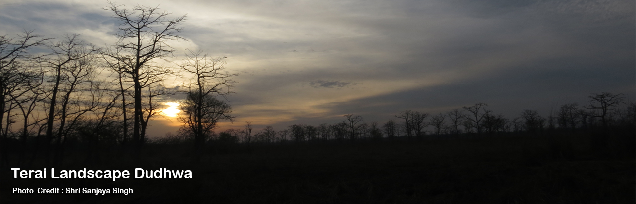 Up Forest Corporation | Welcome to official website Forest Corporation