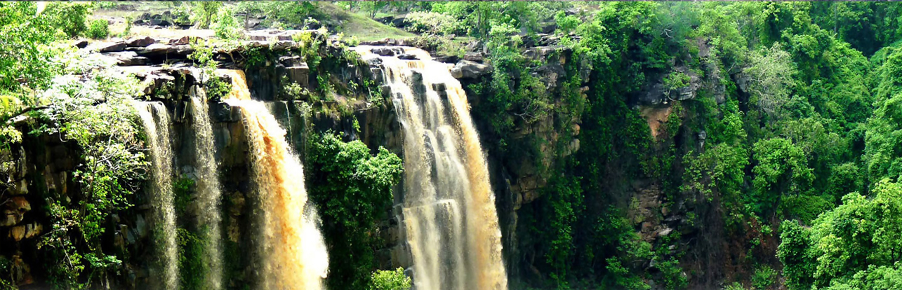 Up Forest Corporation | Welcome to official website Forest Corporation